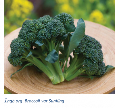 Brassicas (Brassicaceae) – Family | Home and Garden Education Center