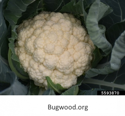 Brassicas (Brassicaceae) – Family | Home and Garden Education Center
