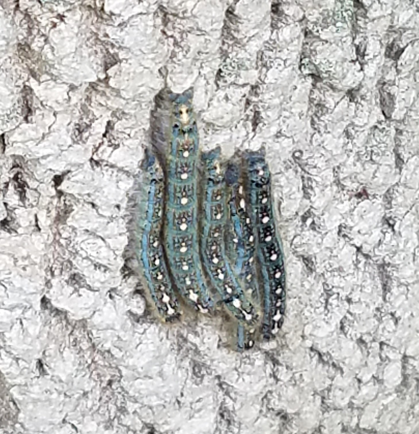 Eastern Tent Caterpillars | Home and Garden Education Center