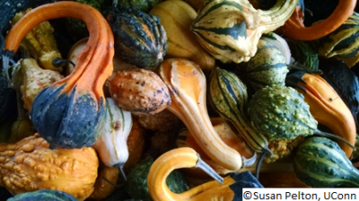 Gourds | Home and Garden Education Center