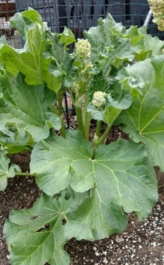 Rhubarb | Home and Garden Education Center