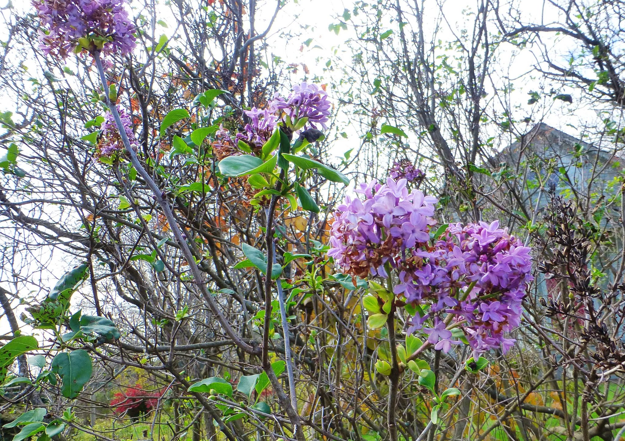 Why is My Lilac Blooming in the Fall? | Home and Garden Education Center